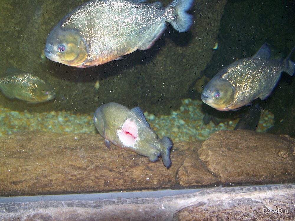 "Fish pictures(Being eaten alive!!)" by RoseDru | Redbubble