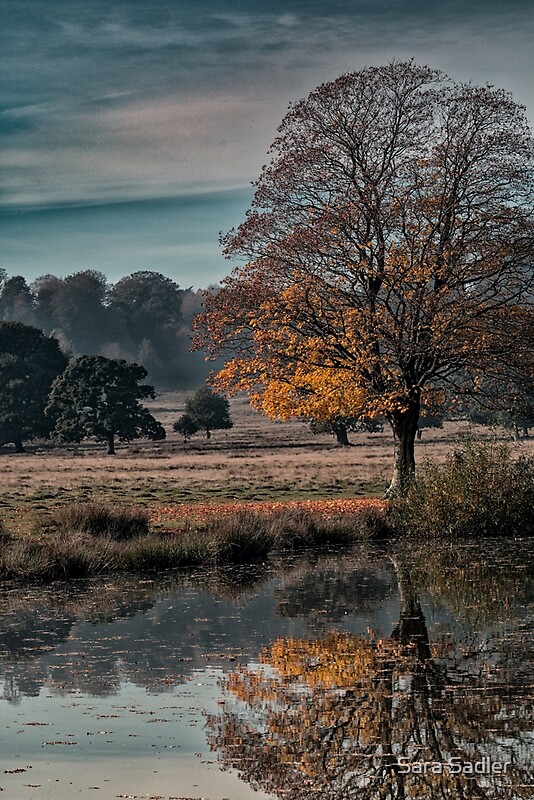 "A reflection of autumn" by Sara Sadler | Redbubble