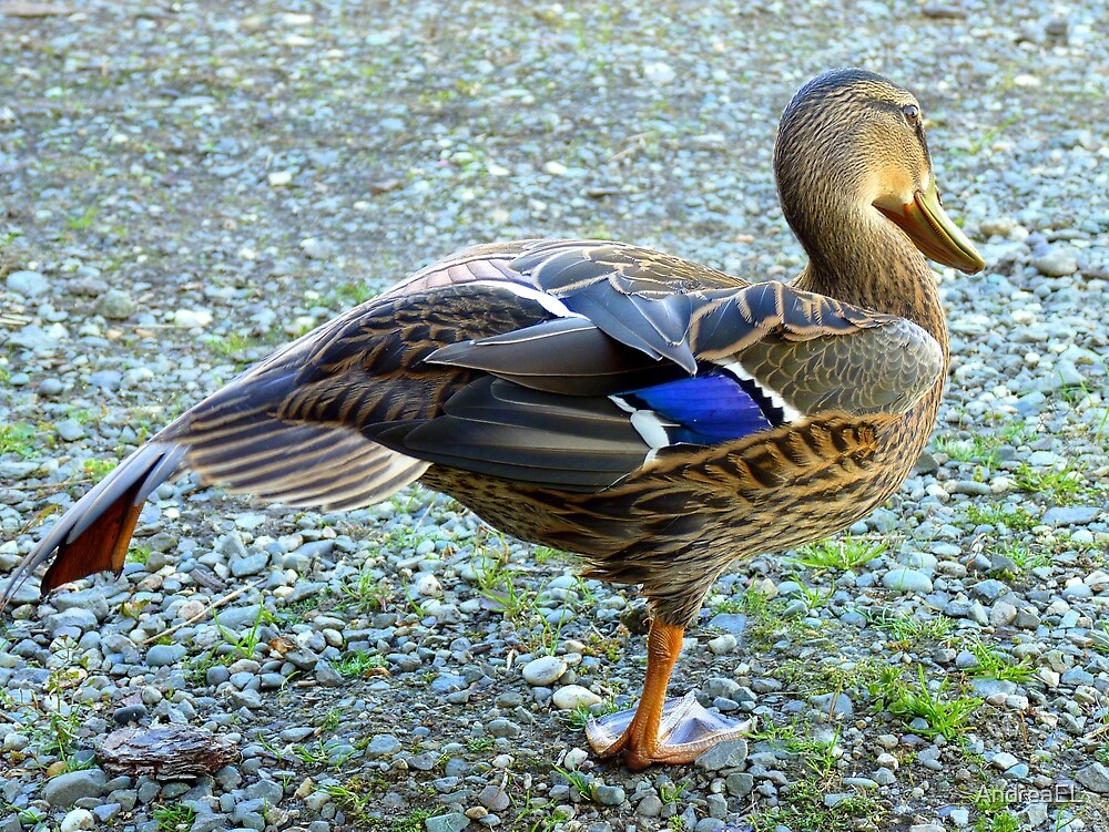 "Getting Ready For Flying School - Mallard Duck - NZ" by AndreaEL ...