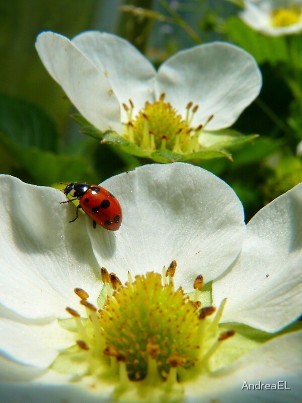"The Strawberry Lady... - Ladybird On Strawberry Flower - NZ" by ...