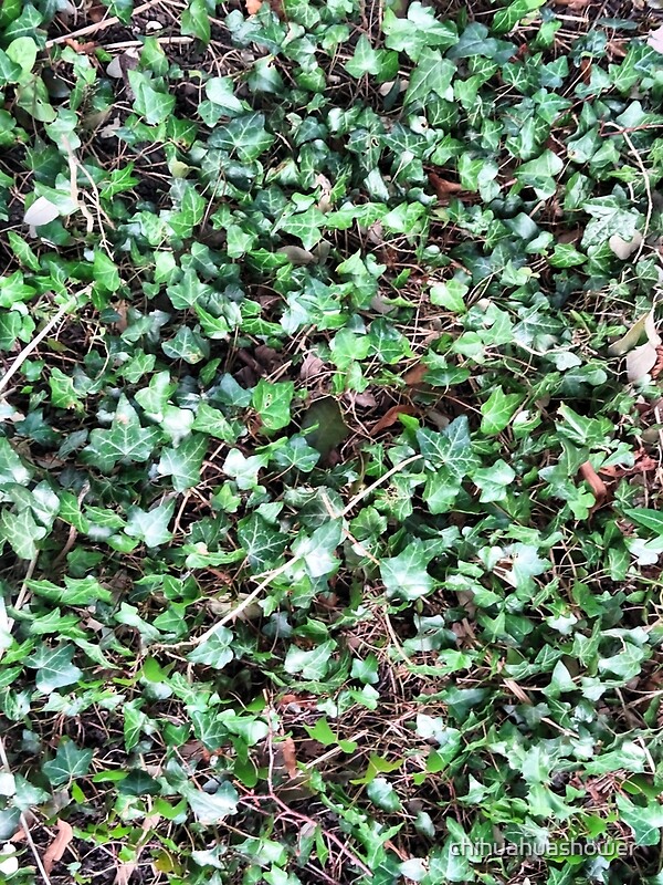 "Tangled Ivy Bed" by chihuahuashower | Redbubble