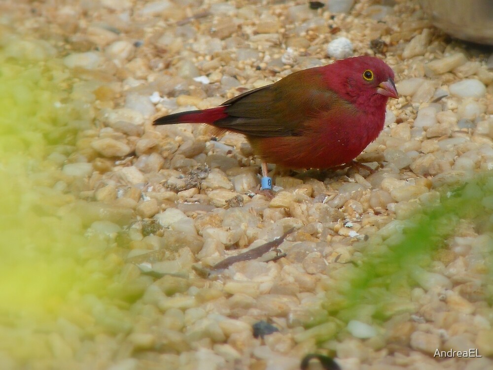 "I'm The Red Factor Type!!! - Red Bronze Canary - NZ" by AndreaEL ...