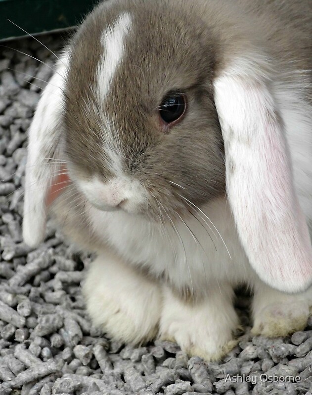 "cute lop bunny" by Ashley Osborne | Redbubble