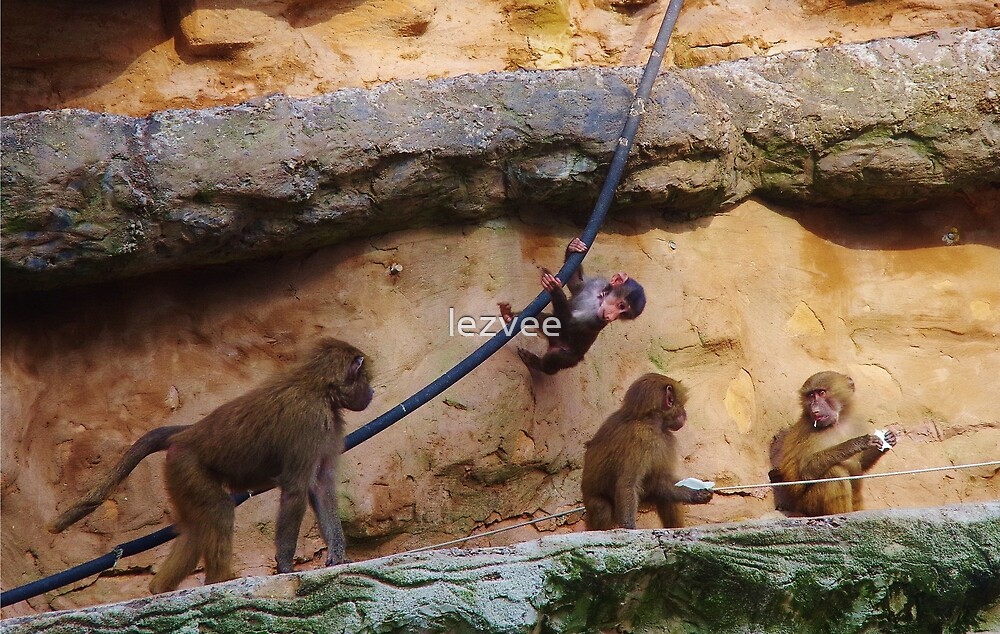"Monkey Tricks" by lezvee | Redbubble