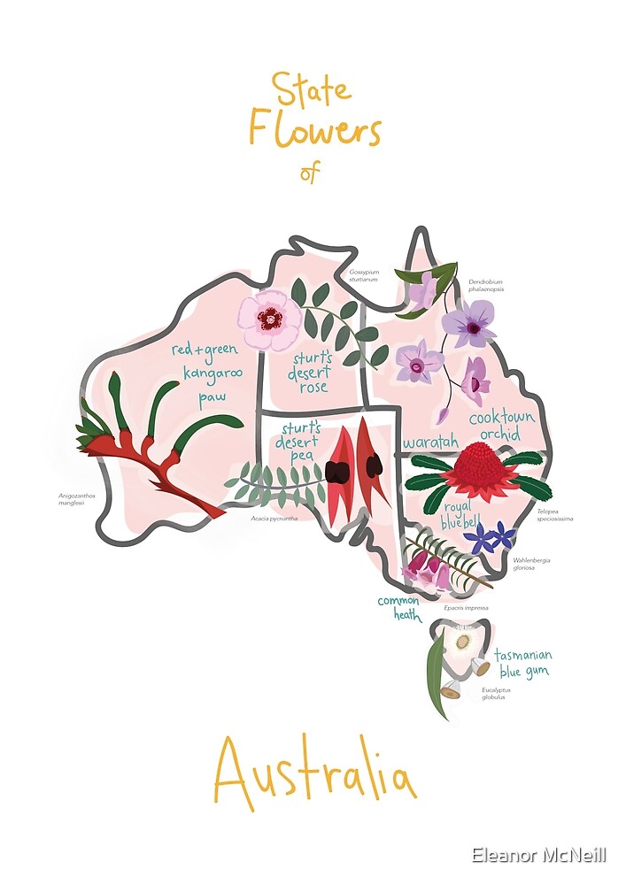 "Australia State Flowers Map" by Eleanor McNeill | Redbubble
