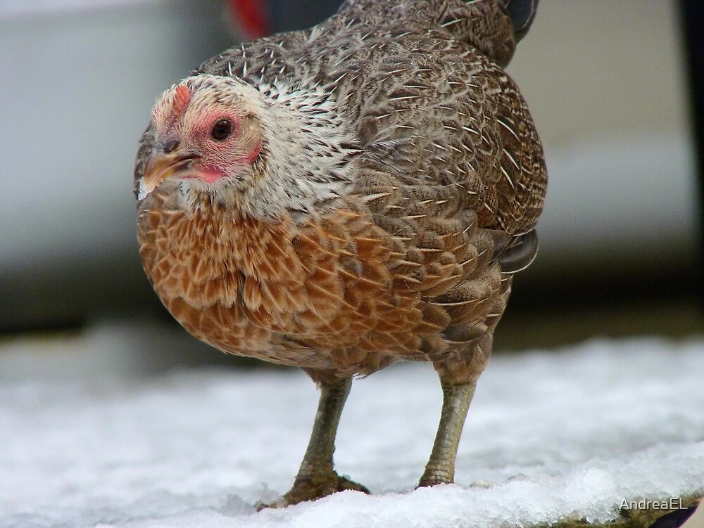"It Tastes Just Like Water!!! - Duckwing Hen (Araucana) - NZ" by ...