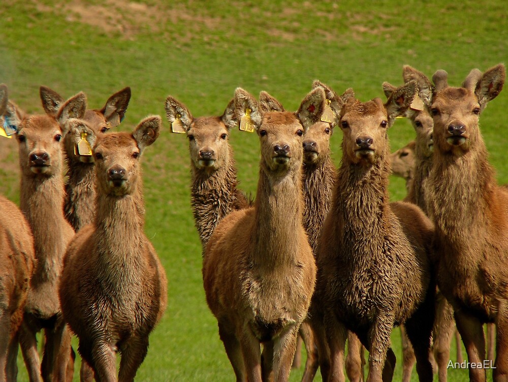 "All Eyes Forward!! - Deer - NZ" by AndreaEL | Redbubble