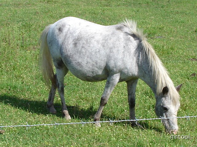 " OLD GREY MARE." by mrcool | Redbubble