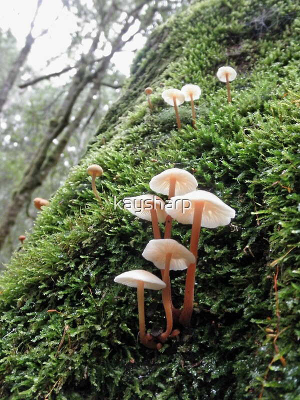 "Fungi Group, Mt. Field National Park, Tasmania, Australia." by ...