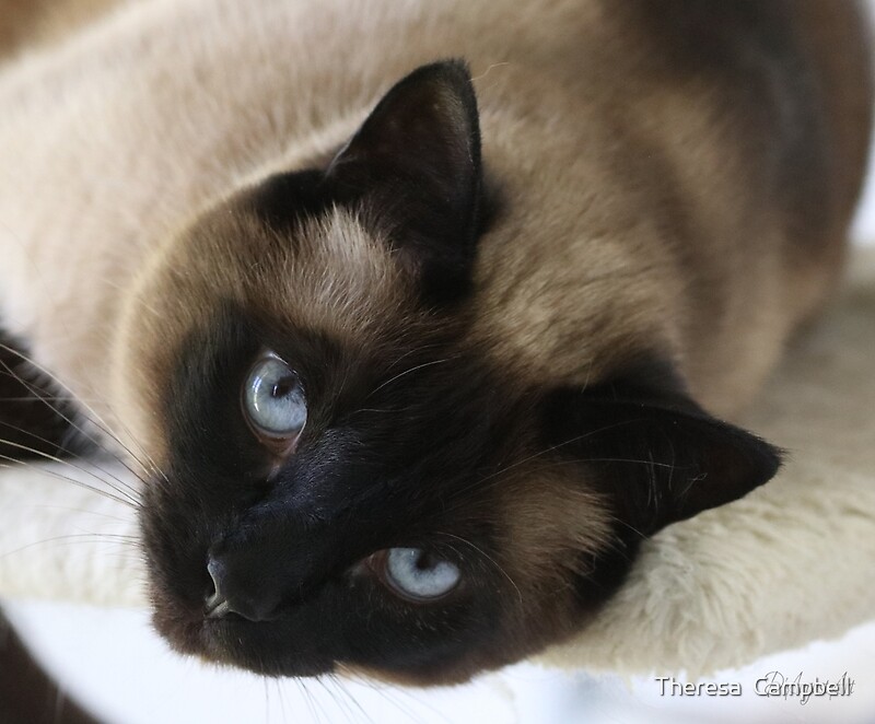 "Siamese Expression" by Theresa Campbell | Redbubble