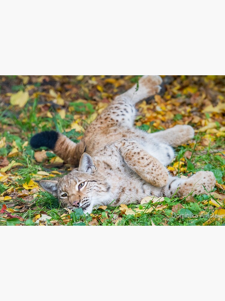 "Playful Lynx" Photographic Print by domcia | Redbubble