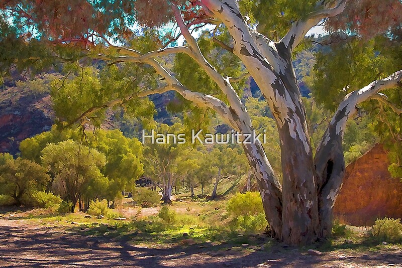 "0402 Painted gum tree - Flinders Ranges" by Hans Kawitzki | Redbubble