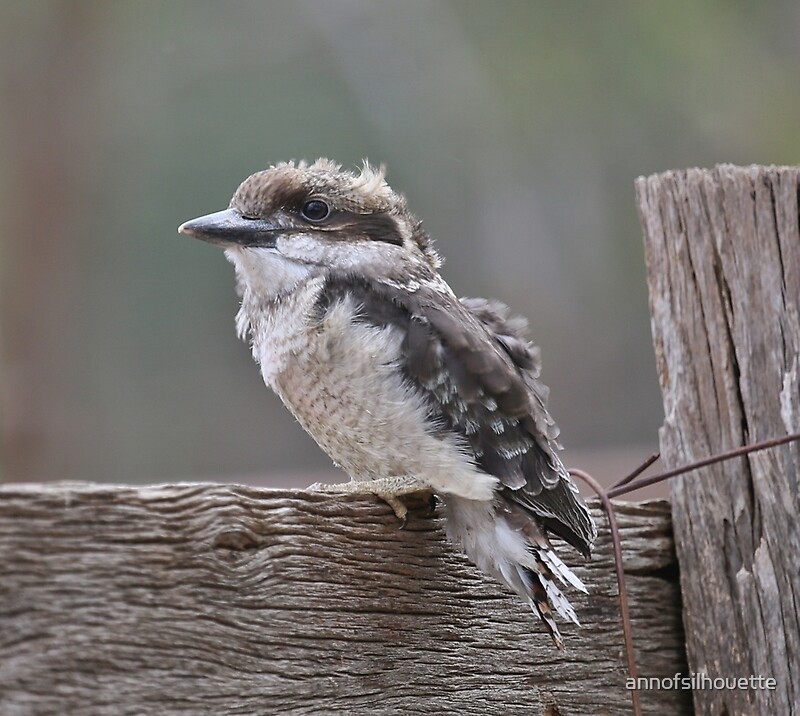 "Baby Kookaburra" by annofsilhouette | Redbubble