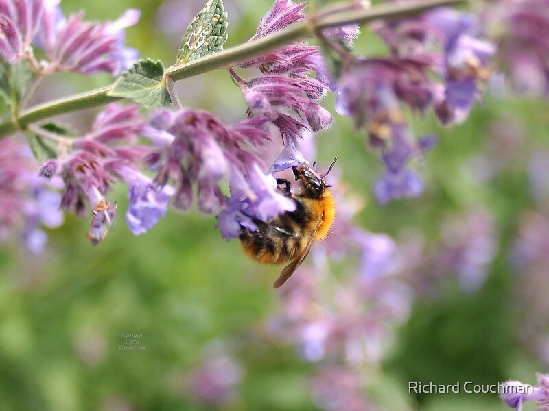 "" Restful Indigo "" by Richard Couchman | Redbubble