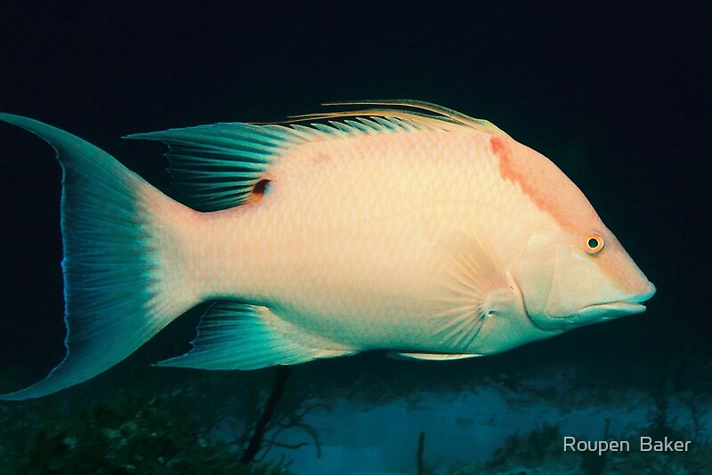 Hogfish: Art Prints | Redbubble