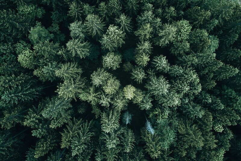 "Forest Drone - Landscape Photography" by Michael Schauer | Redbubble