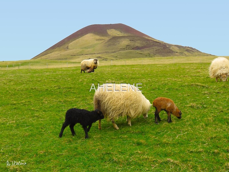 "sheep and lambs on the volcano" by AHELENE | Redbubble