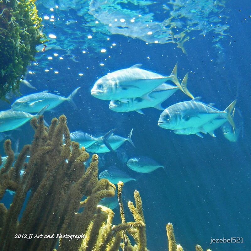 "Bermuda - Fish" by jezebel521 | Redbubble