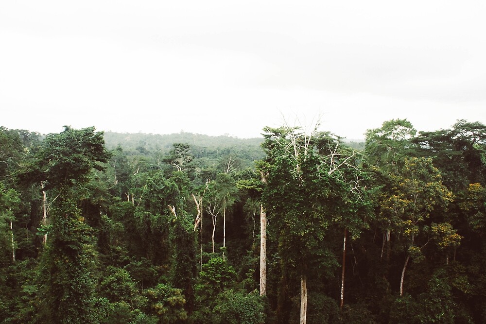 "Rainforest" by Madeline Matush | Redbubble