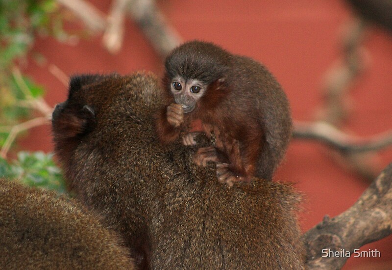 "Baby Red Titi Monkey with parents." by Sheila Smith | Redbubble