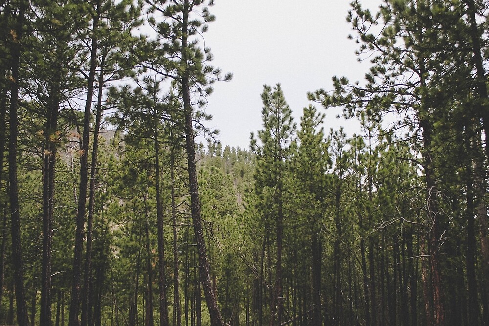 "Into The Forest" by Madeline Matush | Redbubble