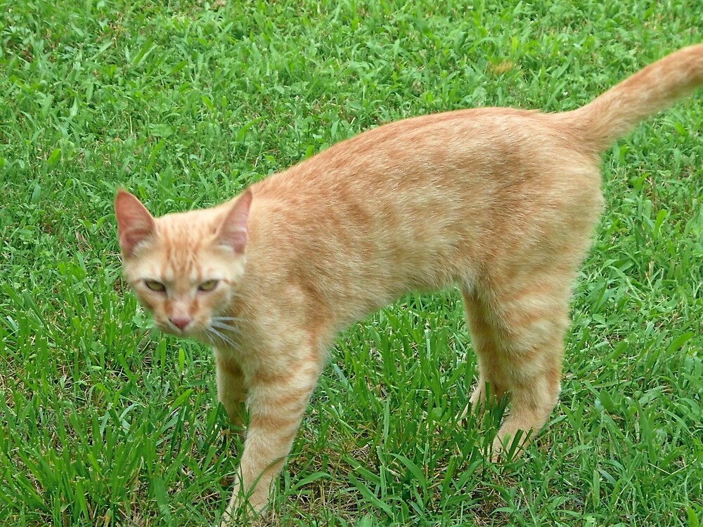 "Tooey at His Best - Long, Lean and Handsome! " by Vivian Eagleson ...