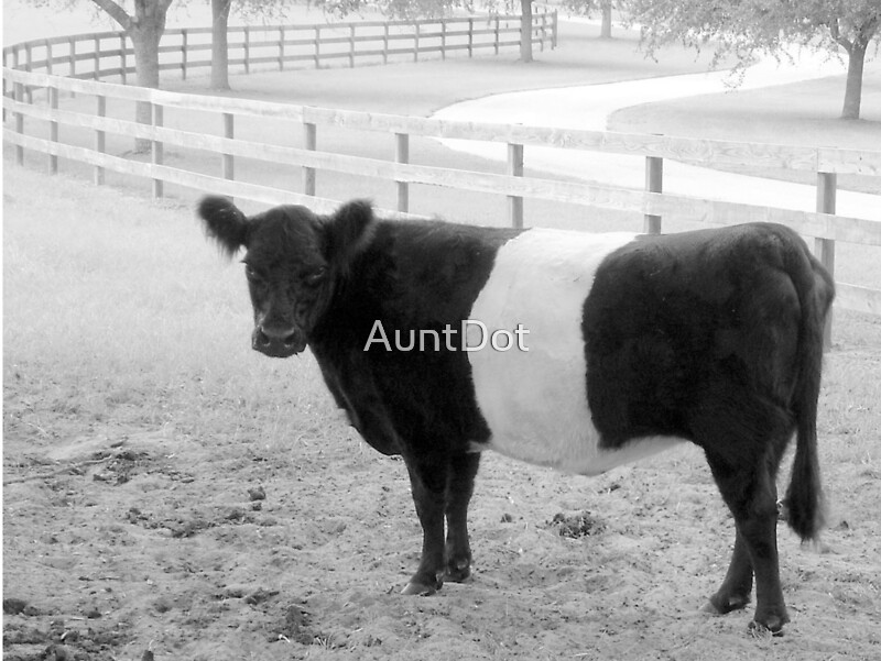 "Oreo Cookie Cow" by AuntDot | Redbubble