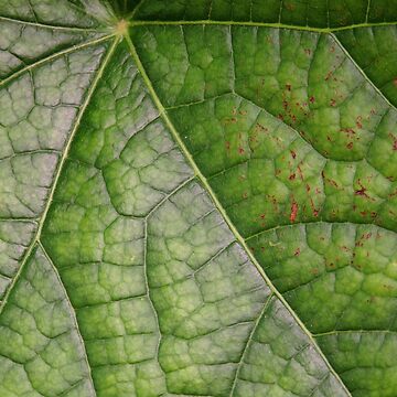 "Green Vining Ivy Leaf #9" Sticker for Sale by ChillonLeachArt | Redbubble