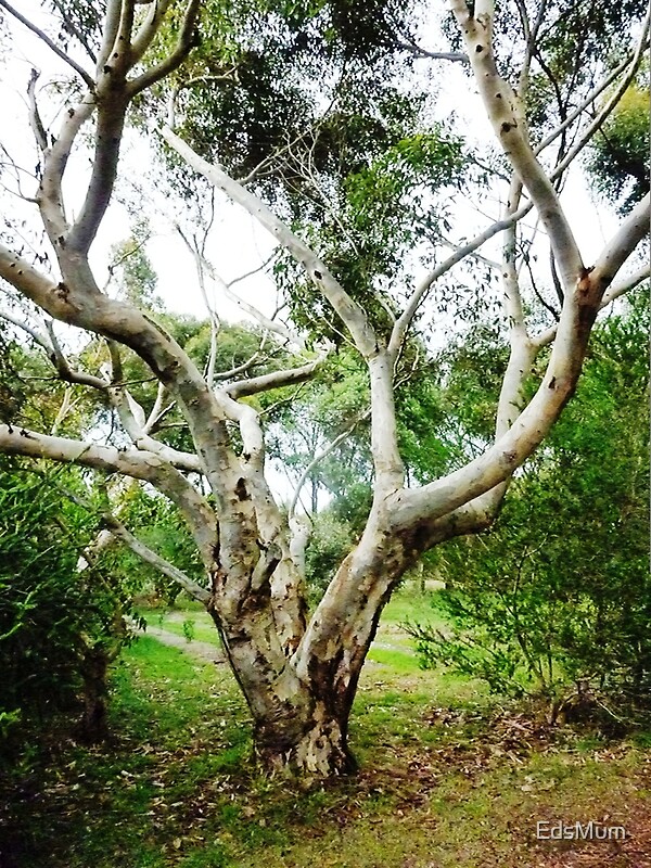 "Sugar Gum Tree at Farm - Koroit, Vic. Australia" by EdsMum | Redbubble