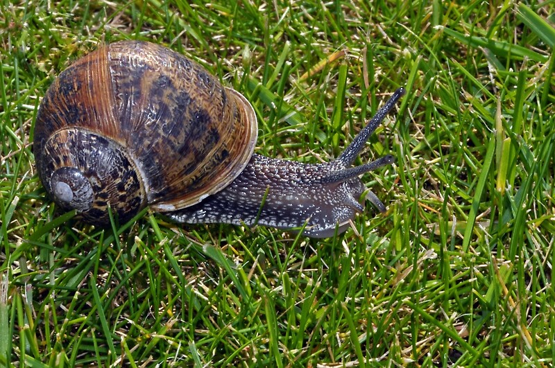 "Garden Snail on Patrol" by Chris Monks | Redbubble