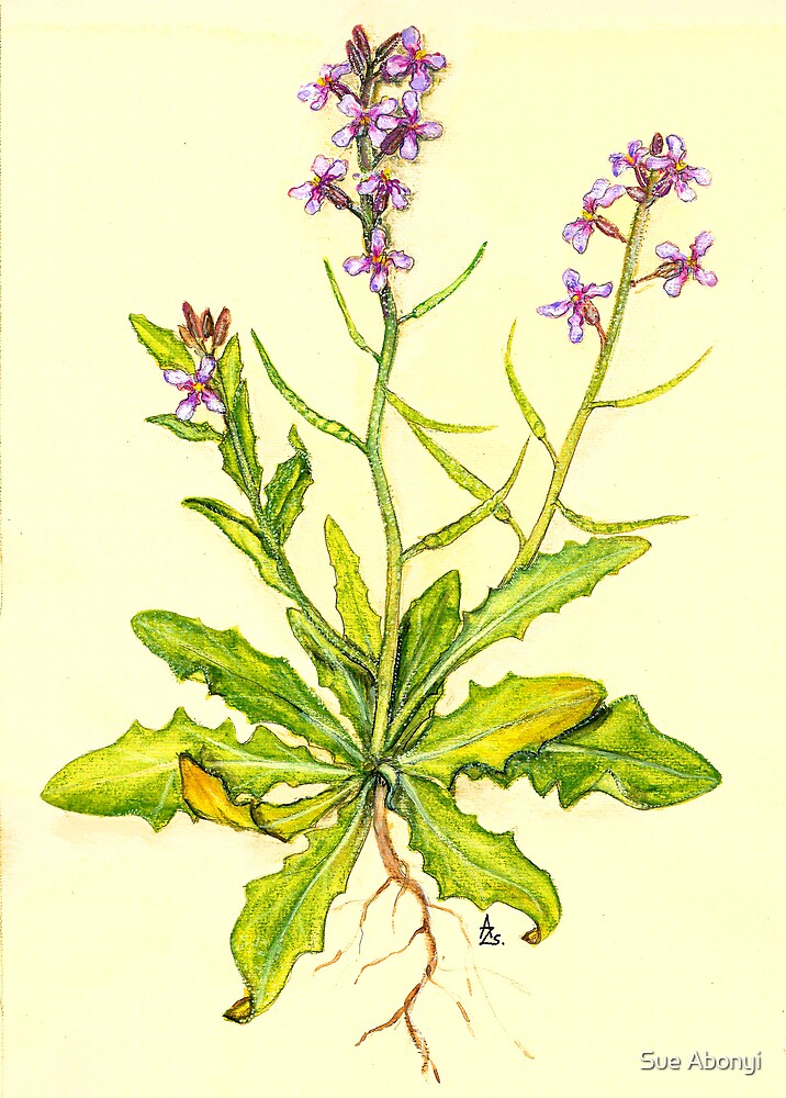 "Musk Mustard- Chorispora tenella" by Sue Abonyi | Redbubble