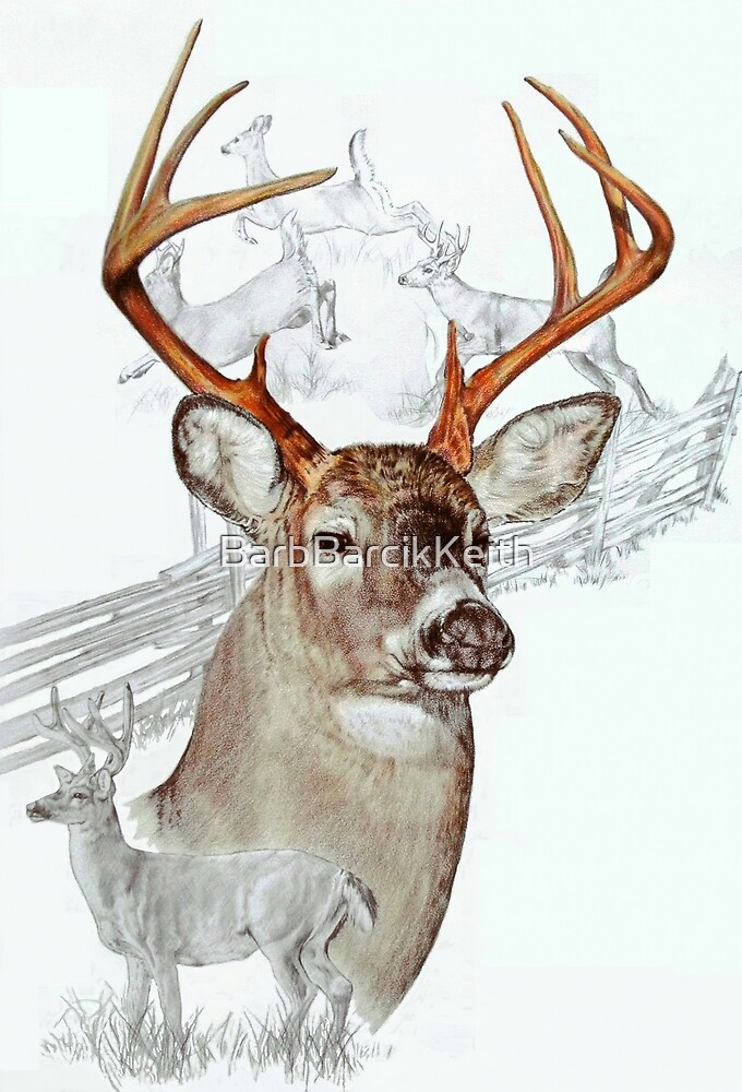 "White Tailed Deer Collage" by BarbBarcikKeith | Redbubble