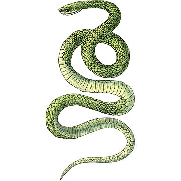"Smooth Green Snake Color" Art Print for Sale by Drawinism | Redbubble