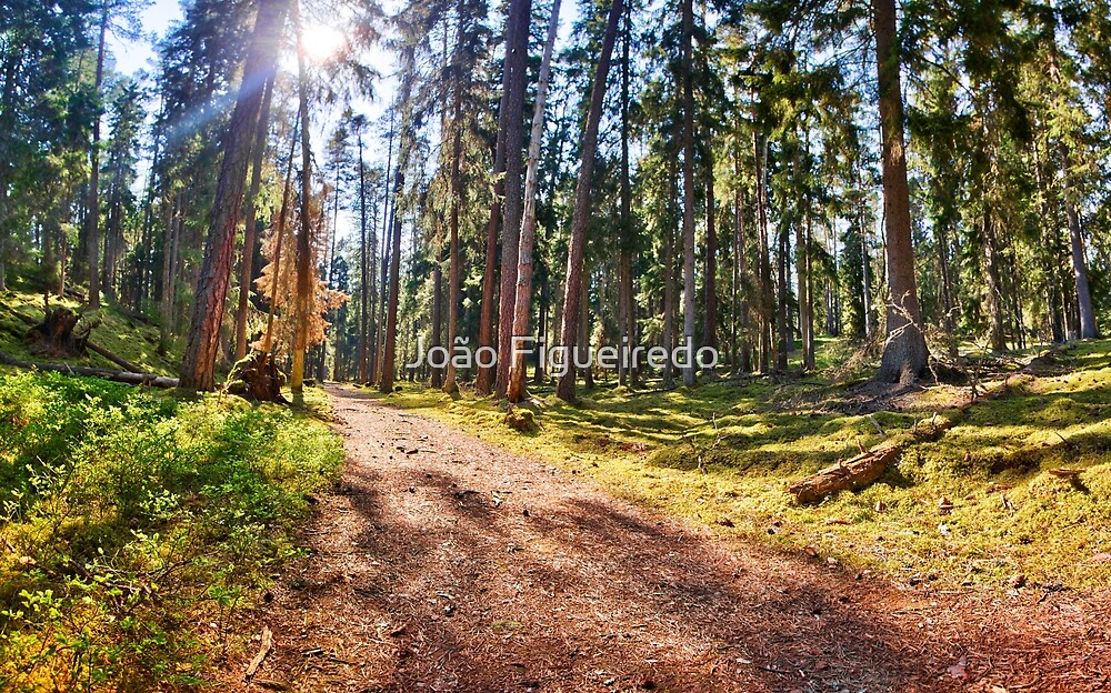 "Enlightened path" by João Figueiredo | Redbubble