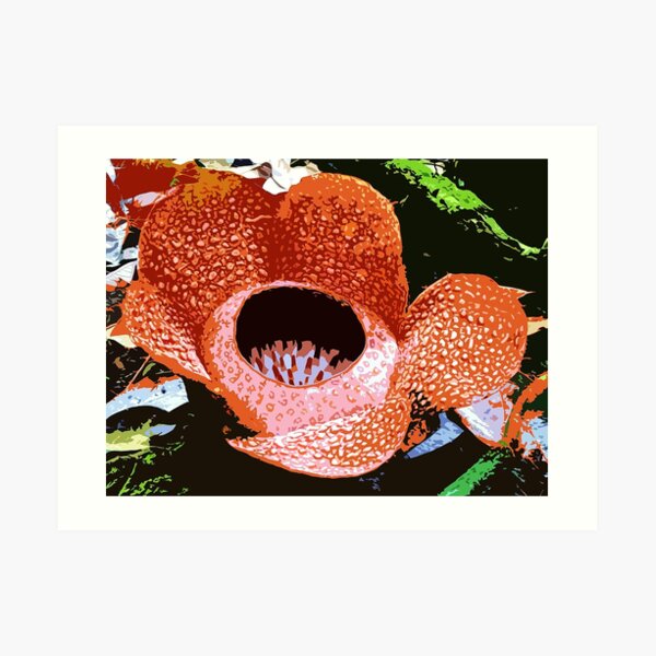 Rafflesia Art Prints | Redbubble