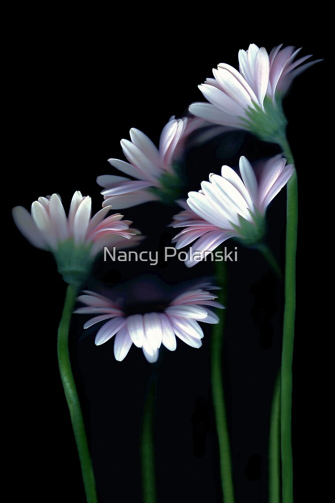 "For ANA" by Nancy Polanski | Redbubble