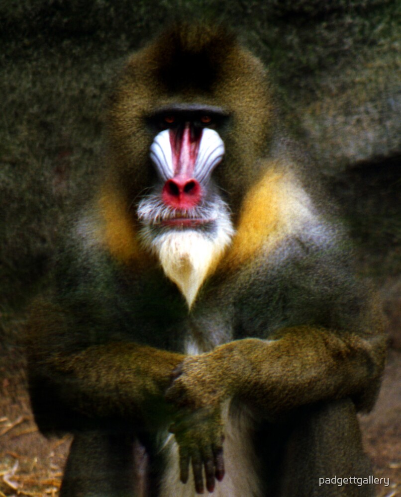 "Mandrill Baboon" by Benjamin Padgett | Redbubble