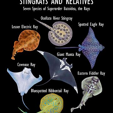 "Stingray Species: Manta Ray, River Stingray, and Relatives" Poster for ...