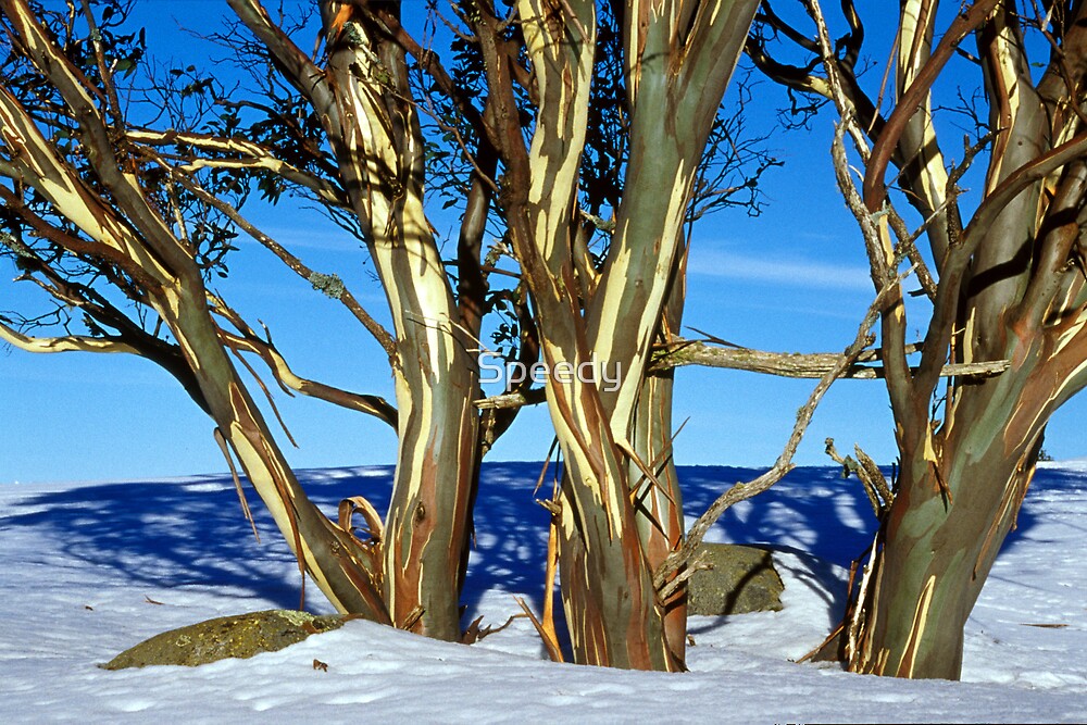 "Alpine snowgum trio in winter" by Speedy | Redbubble
