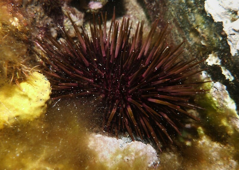 "Purple sea urchin (Heliocidaris erythrogramma) - Upper Spencer Gulf ...