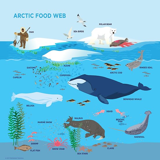 "Arctic Food Web" Poster by PepomintNarwhal | Redbubble