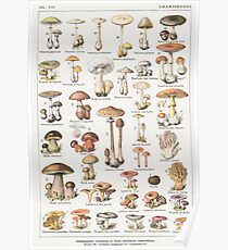 Fungi Posters | Redbubble