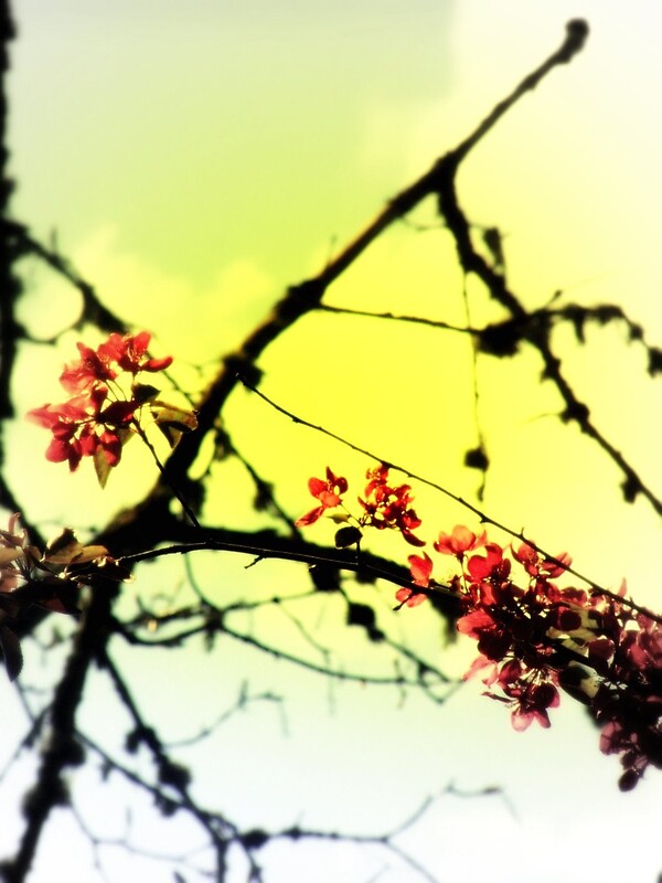 "red Malus Radiant crab apple blossoms #7, yellow tint" by Dawna Morton ...