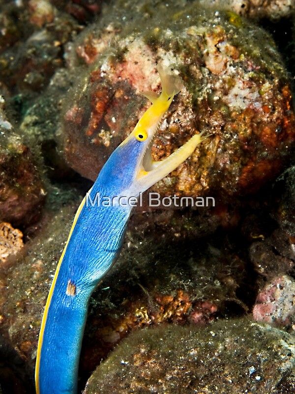 "Blue Ribbon Eel" by Marcel Botman | Redbubble