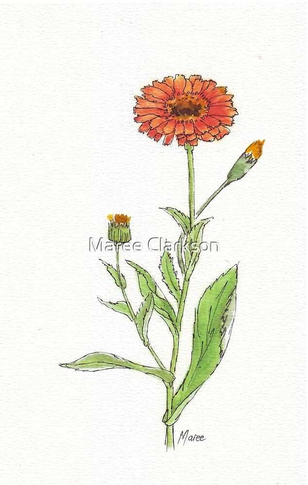 "Calendula (C. officinalis) - Botanical illustration" by Maree Clarkson ...