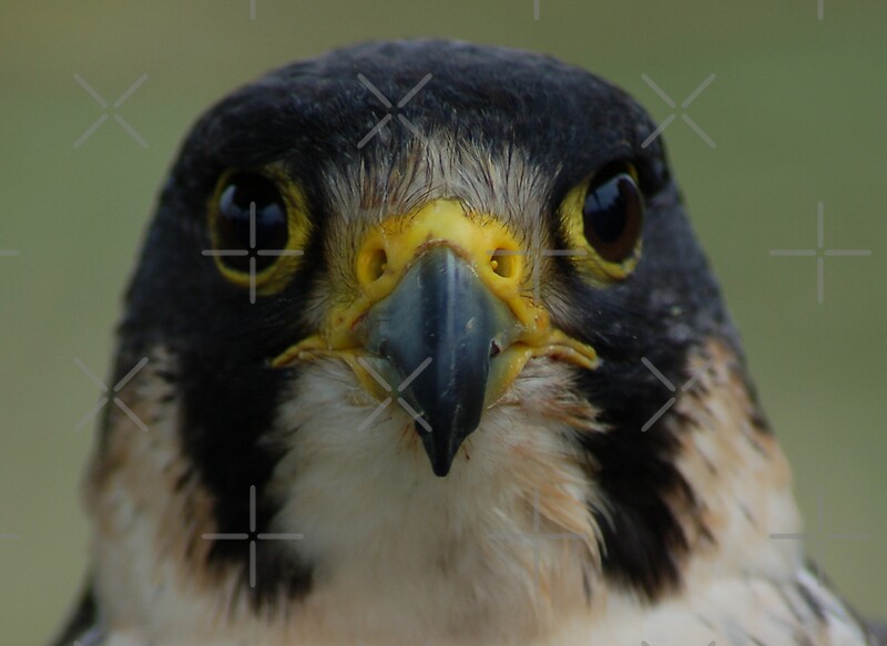 "Falcon Face" by ApeArt | Redbubble
