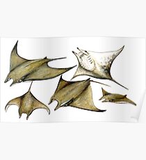 Manta Ray: Posters | Redbubble
