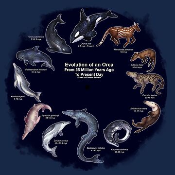 "Evolution of an Orca (Navy)" Poster for Sale by Phoenix Baldwin ...