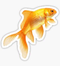 Goldfish: Stickers | Redbubble