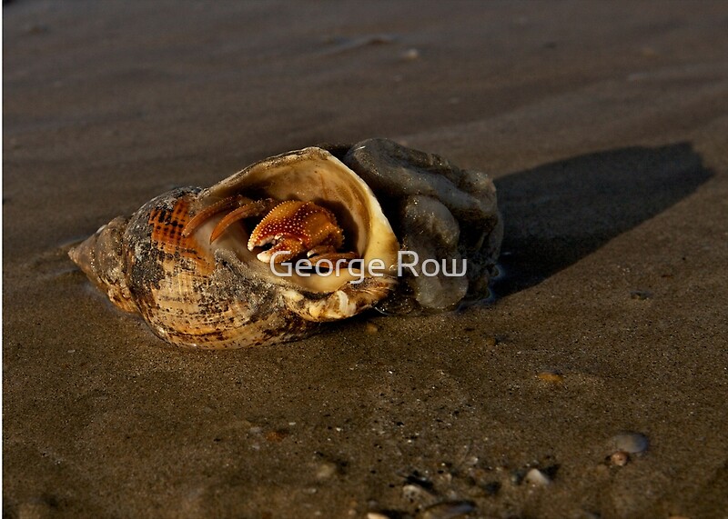 "Hermit Crab on Fahan Beach" by George Row | Redbubble